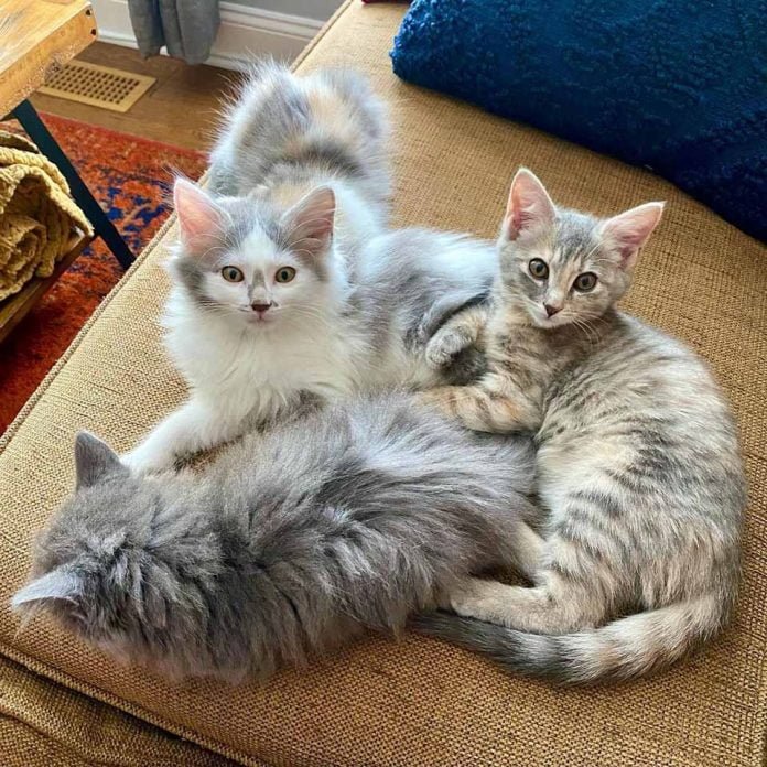 5 gatitos encontrados juntos felices de recibir la ayuda que necesitaban