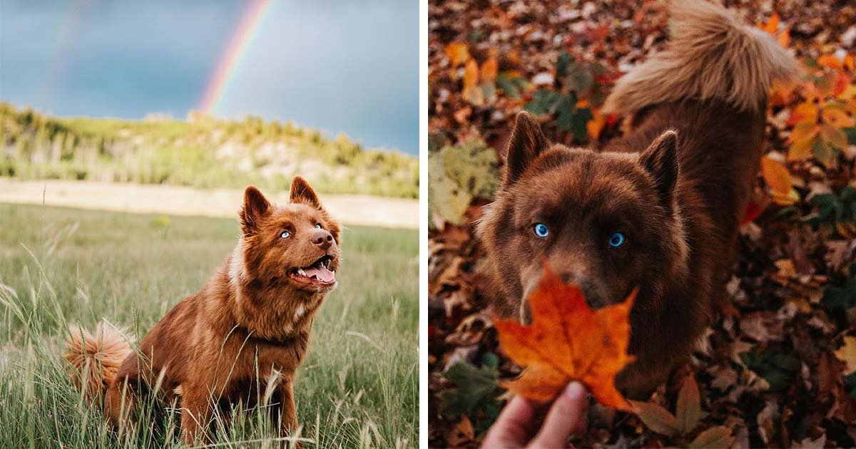 Husky siberiano marrón es uno de los perros más hermosos de Instagram