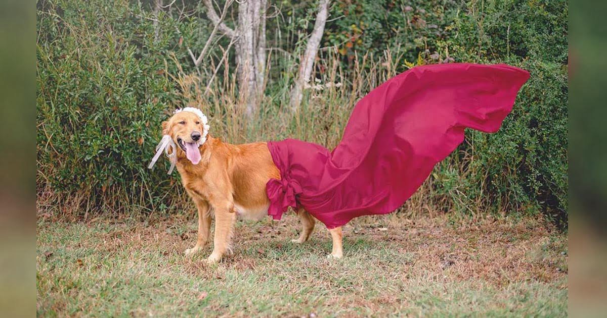 Perrita rescatada embarazada obtiene sesión de fotos de maternidad