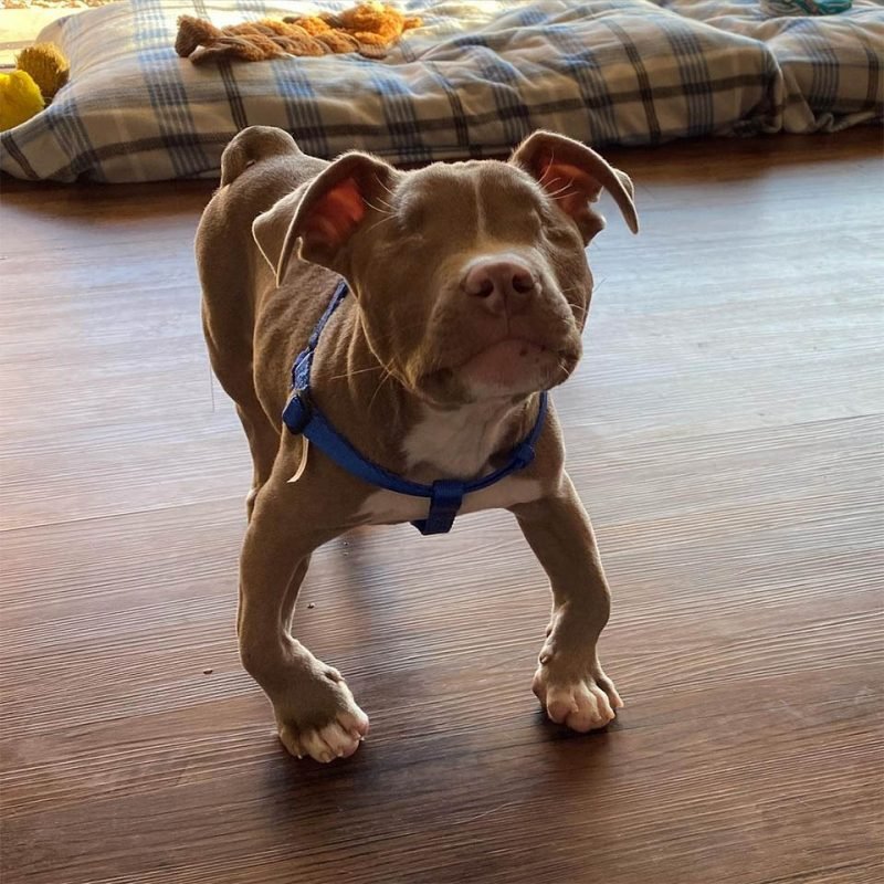 Pitbull cachorro sin ojos le cambia la vida a este gato desconsolado