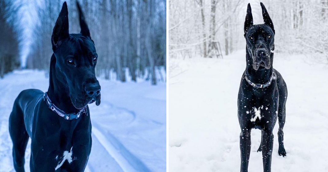 Este perro gran danés asombra por su parecido a Batman