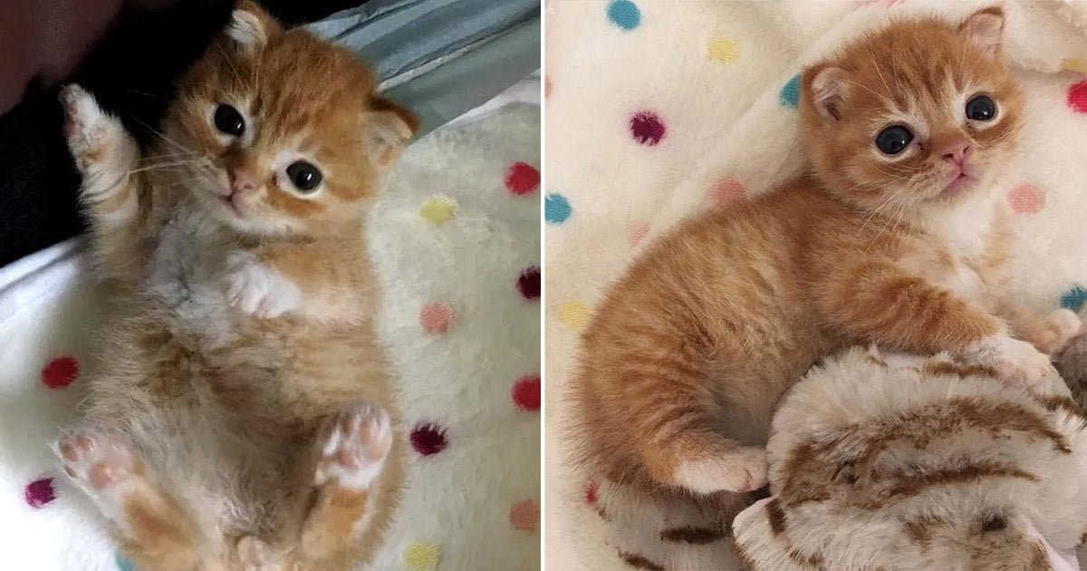 Gatito con una rara condición no dejó que nada lo detuviera y es feliz