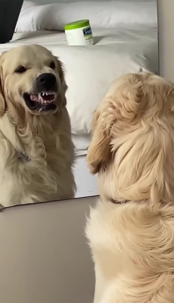 Perro tonto le gruñe a alguien pero está mirando su reflejo en el espejo