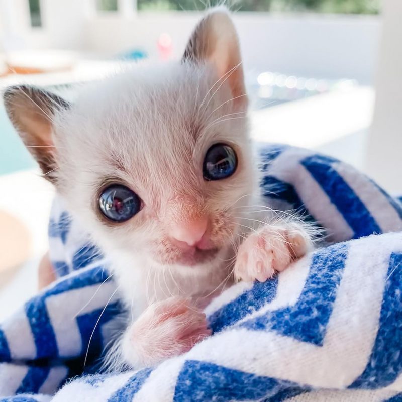 Pequeño gatito con ojos grandes se aferra a la familia que le salvó la vida