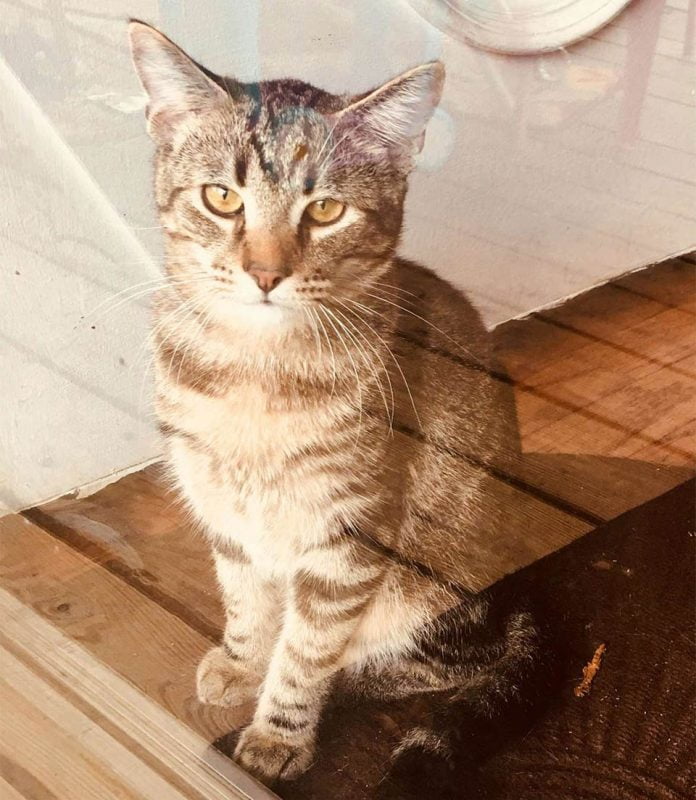 Gato tímido se abre por completo cuando conoce a un gatita rescatada