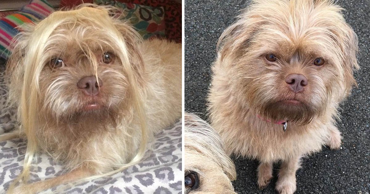 Perrito con características únicas tiene el rostro parecido a un humano