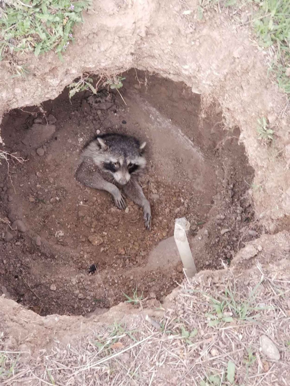 Niños bondadosos rescatan a un mapache que fue enterrado vivo