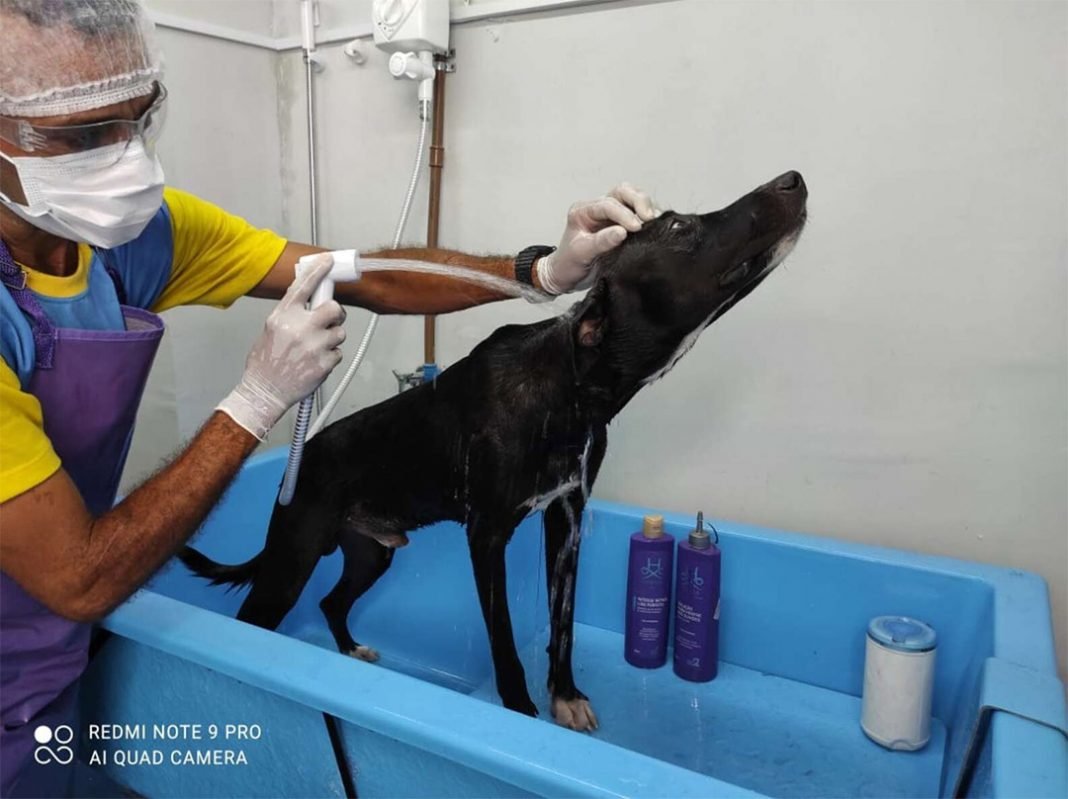 Perrito enfermo ingresa por sí mismo a una veterinaria para que lo ayuden