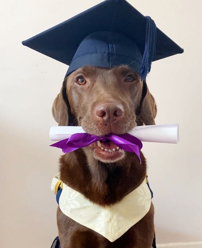 Familia le da a su perro sus propias fotos de graduación