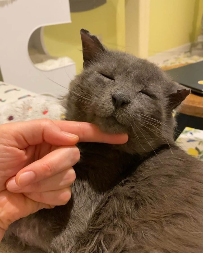 Gato con "aspecto de chico rudo" demuestra ser muy dulce