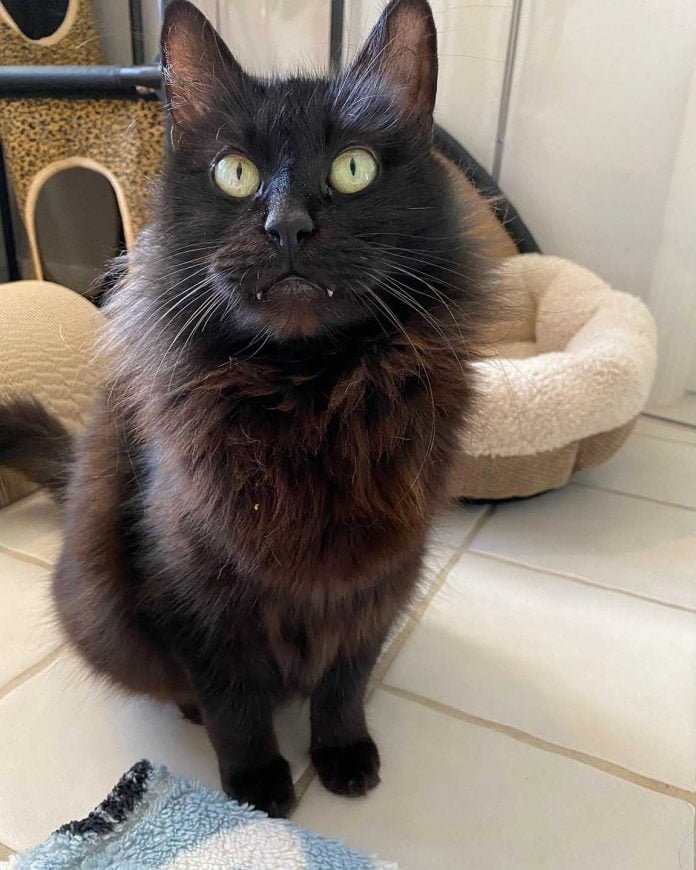 Gata con cuatro gatitos de color marrón encuentra familia amable