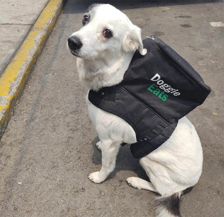 Perrita trabaja como repartidora y recauda fondos para otros 160 animales