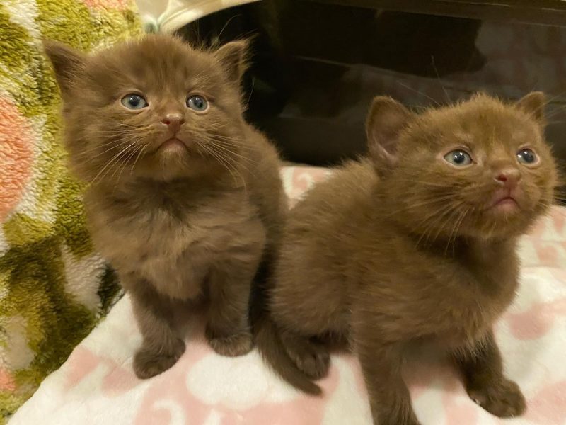 Gata con cuatro gatitos de color marrón encuentra familia amable