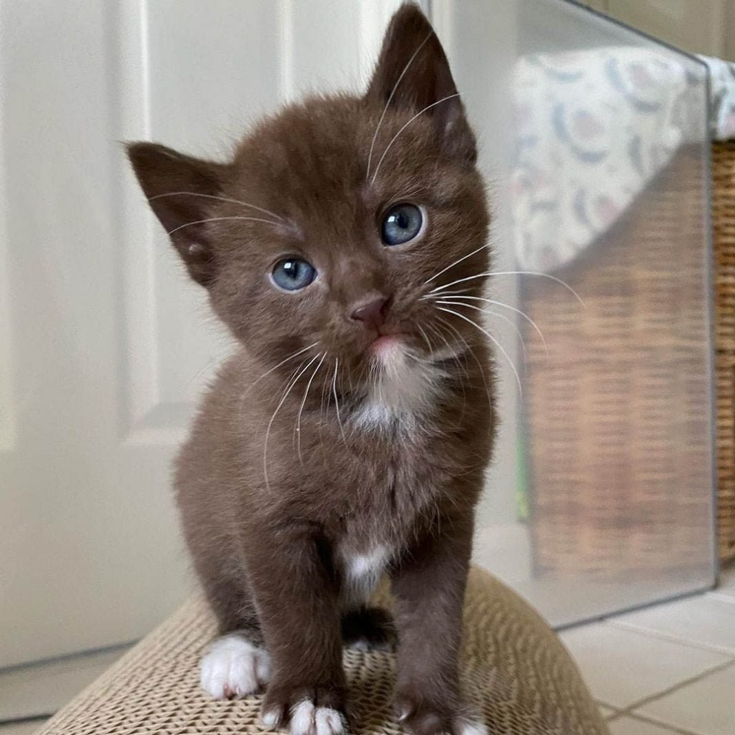 Gata con cuatro gatitos de color marrón encuentra familia amable