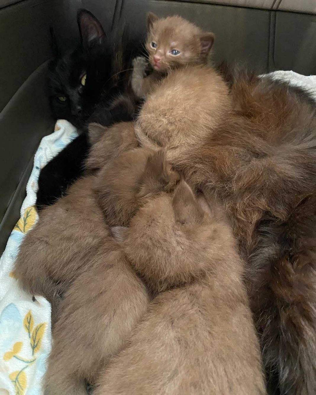 Gata con cuatro gatitos de color marrón encuentra familia amable