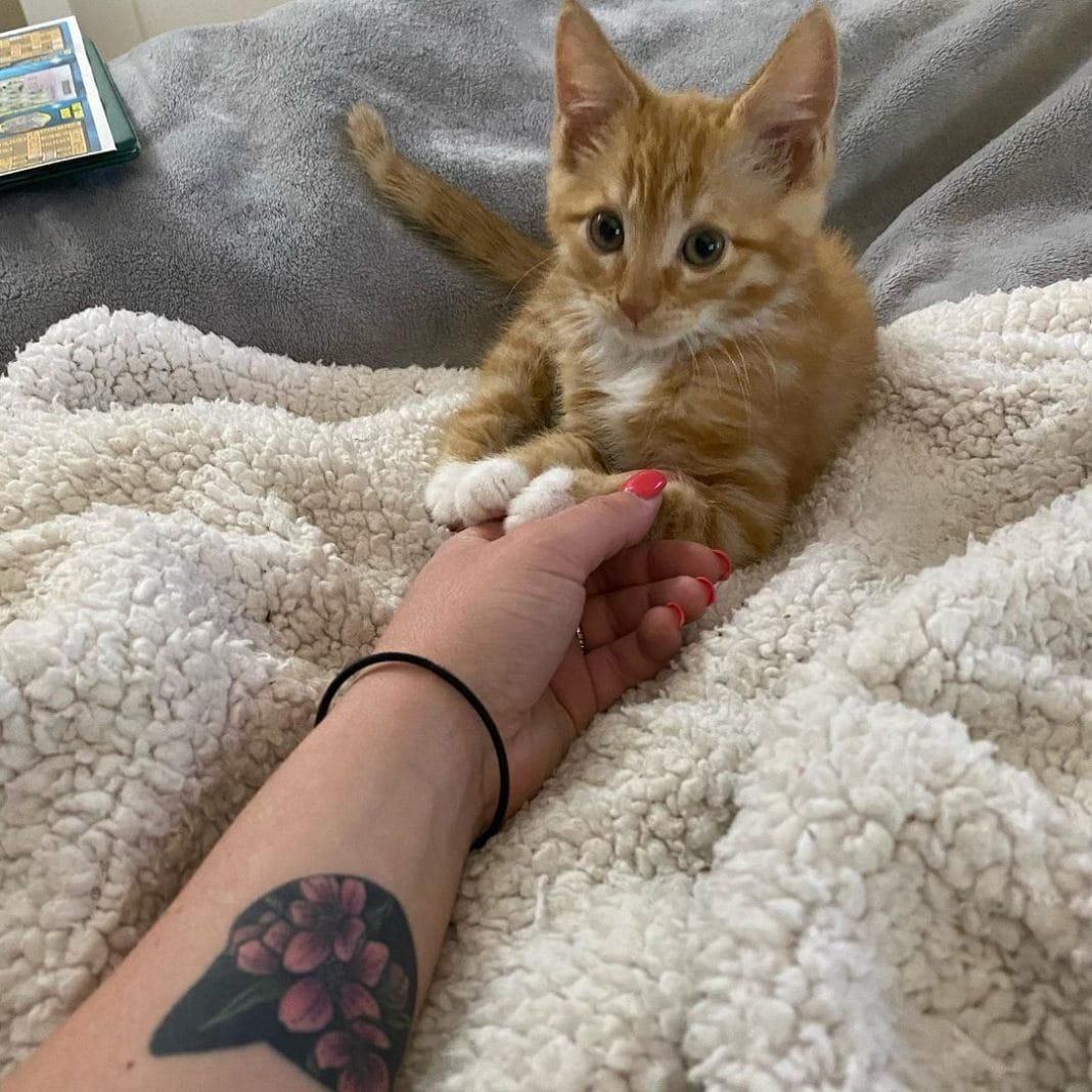 Gatito es tan feliz de ser atendido que insiste en ser el centro de ...