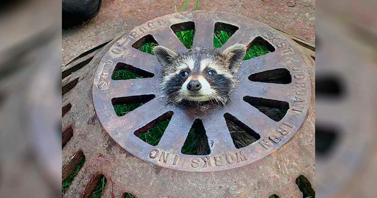 Rescatistas ayudan a un mapache atascado en el peor lugar