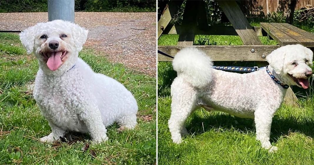 Perro gordito se transforma después de carreras que lo ayudaron a ...