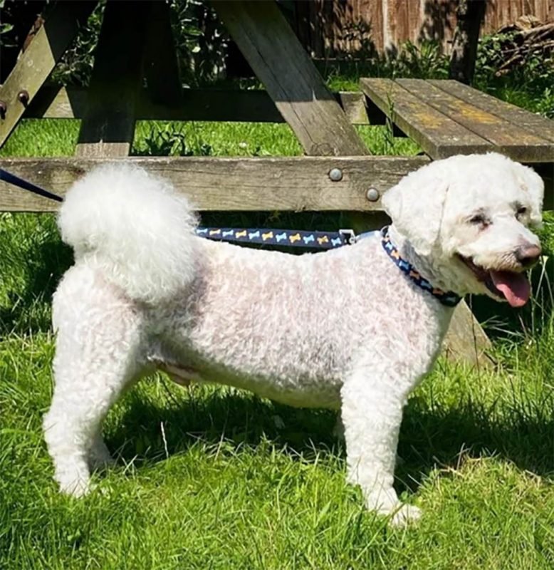 Perro gordito se transforma después de carreras que lo ayudaron a ...