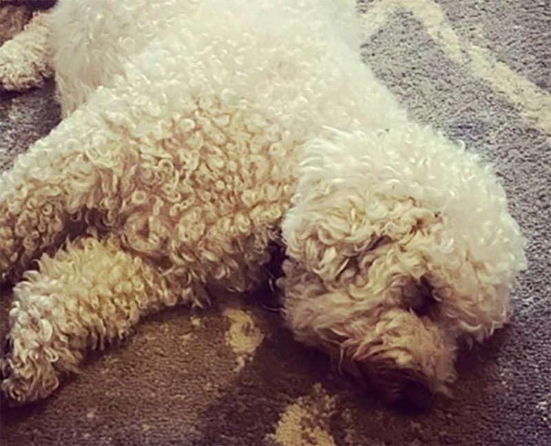 Perro gordito se transforma después de carreras que lo ayudaron a ...