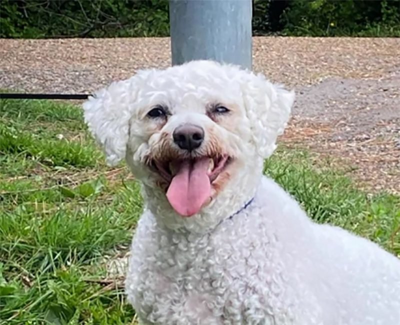 Perro gordito se transforma después de carreras que lo ayudaron a ...