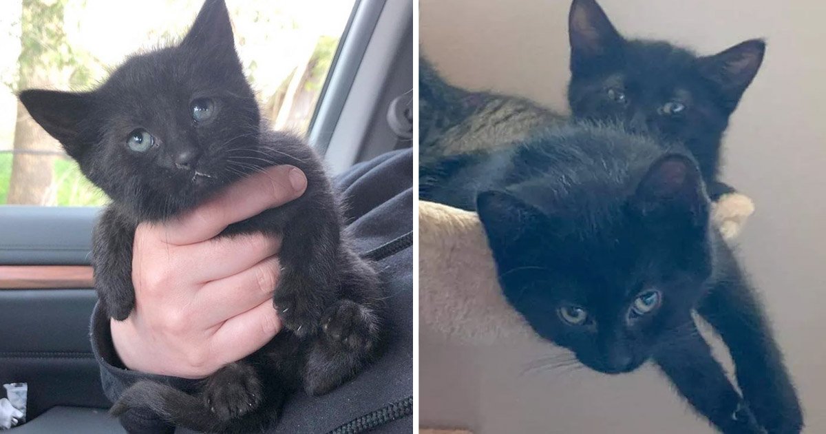Gatitos encuentran juntos su felicidad después de ser gatos salvajes