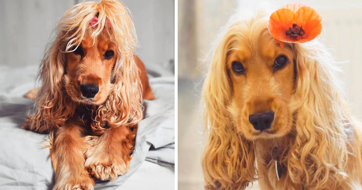 La impresionante cabellera de este Cocker Spaniel parece peluca