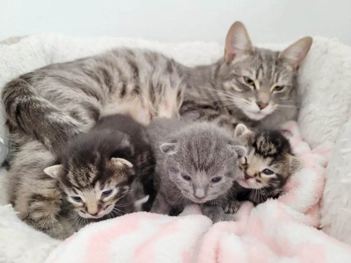 Gata se acerca a la familia que eligió y les pide que ayuden a sus gatitos
