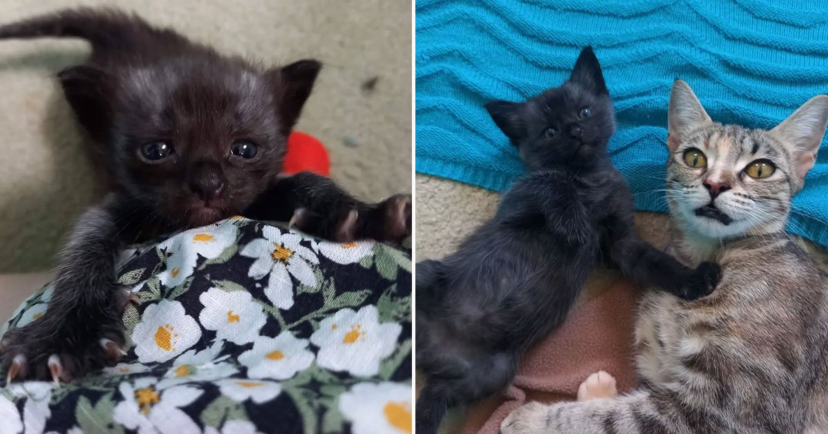 Gatito huérfano encuentra a una gata que no duda en acogerlo