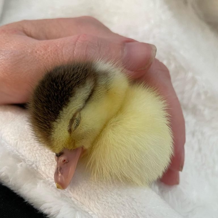 Mujer encuentra a un patito bebé abandonado y lo toma bajo su cuidado