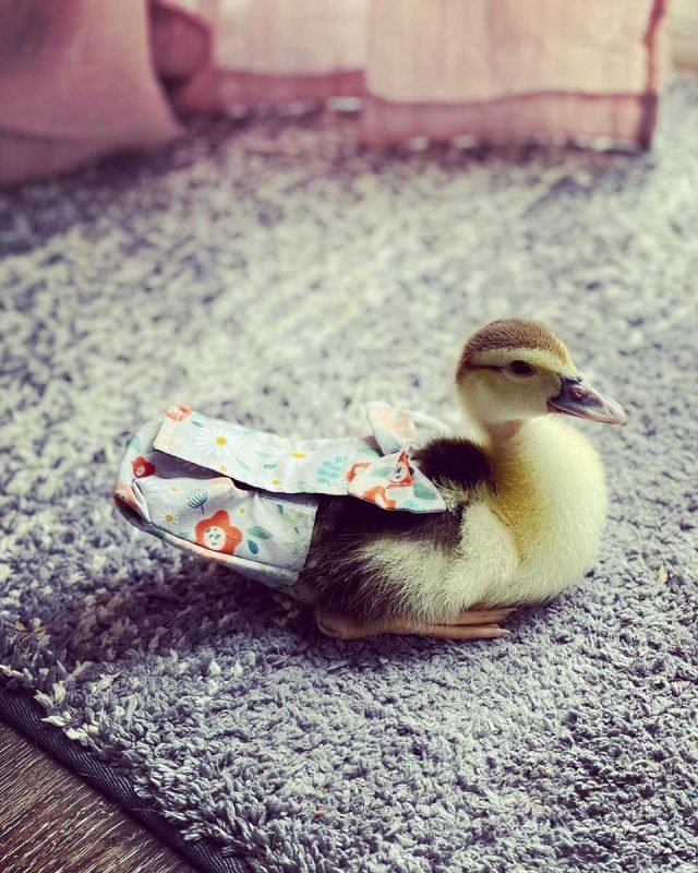Mujer encuentra a un patito bebé abandonado y lo toma bajo su cuidado
