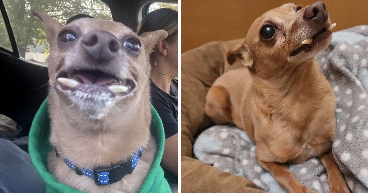 Perrito mayor con un par de colmillos solo quiere que lo amen