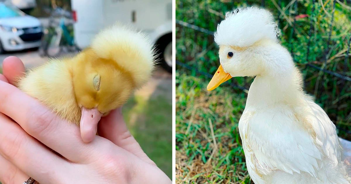 Pato con necesidades especiales encuentra una familia que lo ama