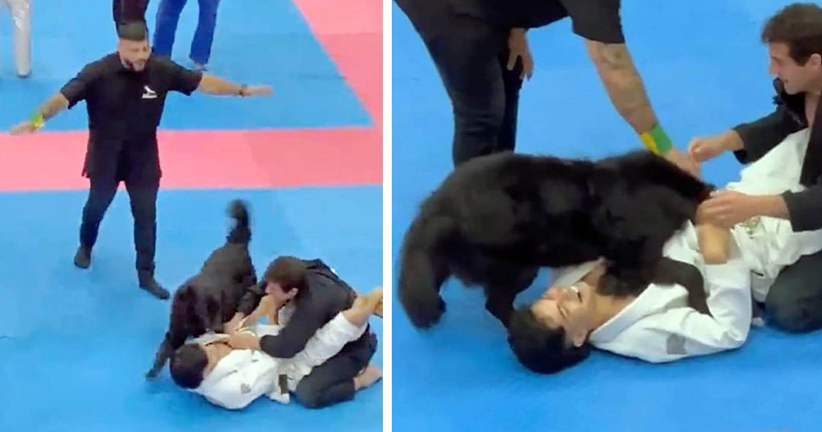 Perro entra a un campeonato de jiujitsu y decide involucrarse
