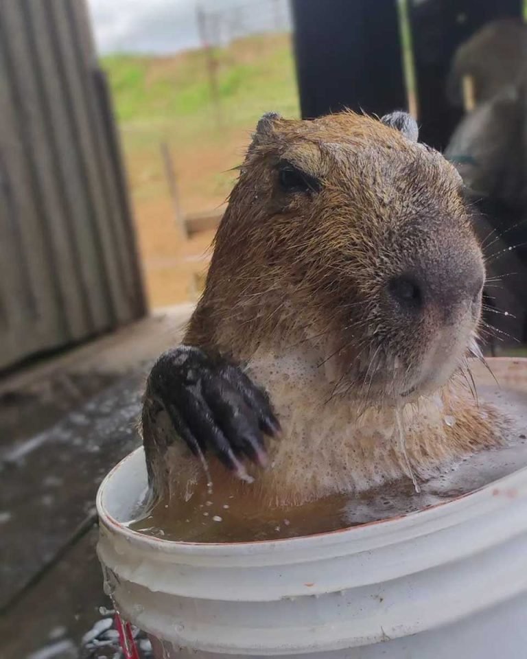 Capibara mimado comparte vínculo adorable con este hombre