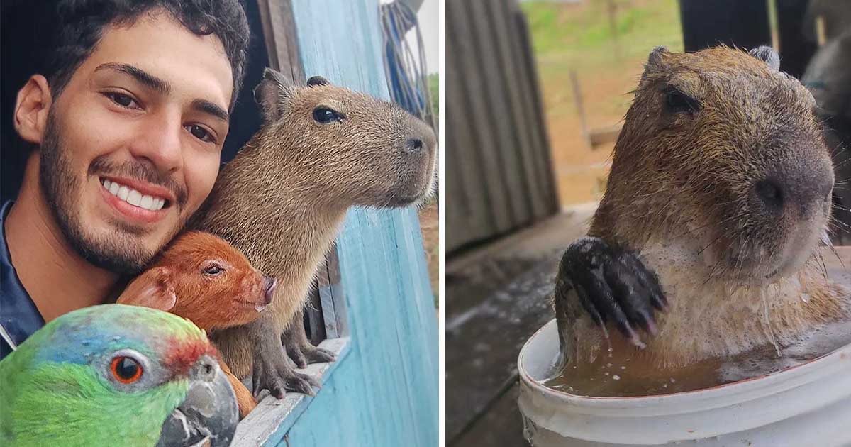 Capibara mimado comparte vínculo adorable con este hombre