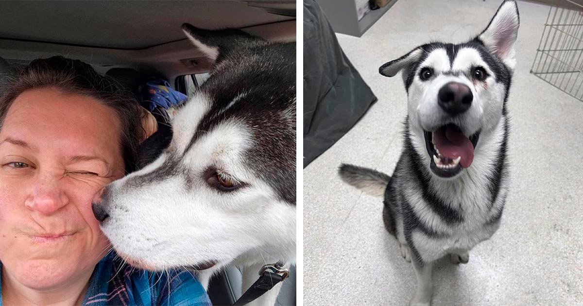 Familia conduce para adoptar a un perro con la sonrisa torcida